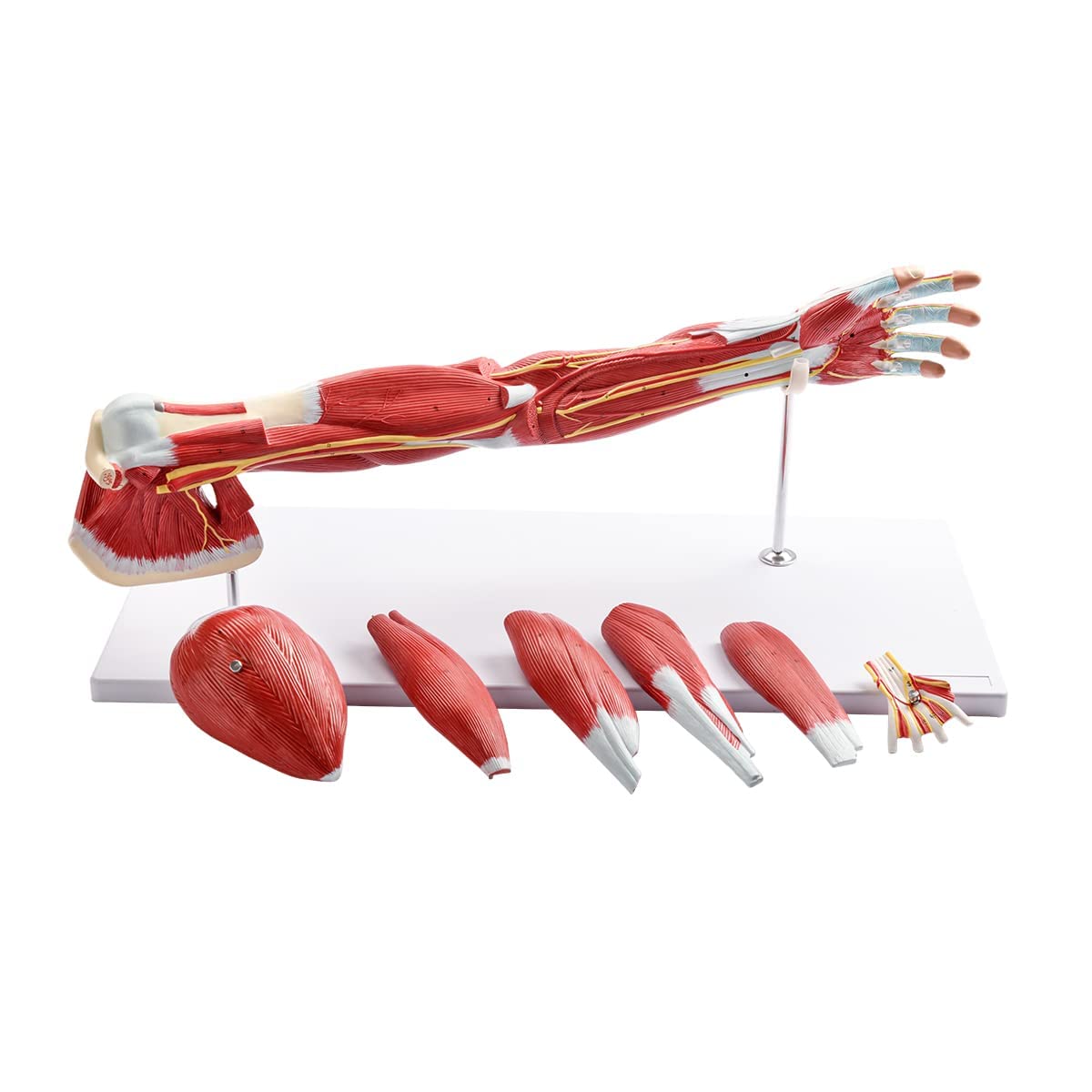 MYASKRO - Muscular Human Arm Anatomical Model Dissectible Into 7 Parts